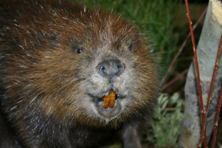 Bóbr Europejski w Polsce | EKO KLUB